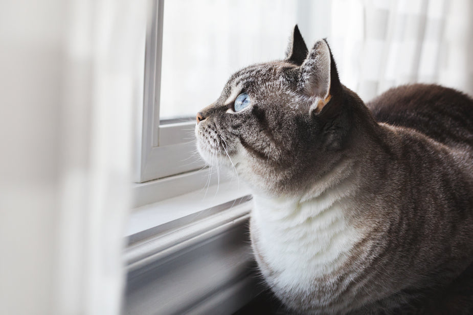 Cat Dental Hygiene in Summer | PetCounter