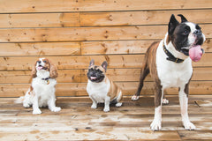 Get ready to groom your dog in the summer! | PetCounter