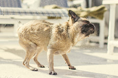 Dog grooming - the fun and mess you get into! | PetCounter
